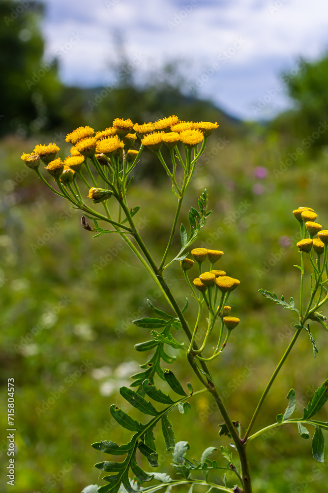 Yellow flowers of Tancy blooming in the summer. Tansy Tanacetum vulgare ...