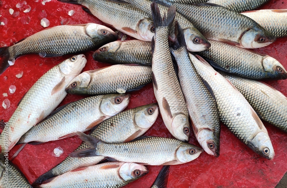 Small sized Rohu fish. Rohu, (Labeo rohita) is a species of fish of the ...