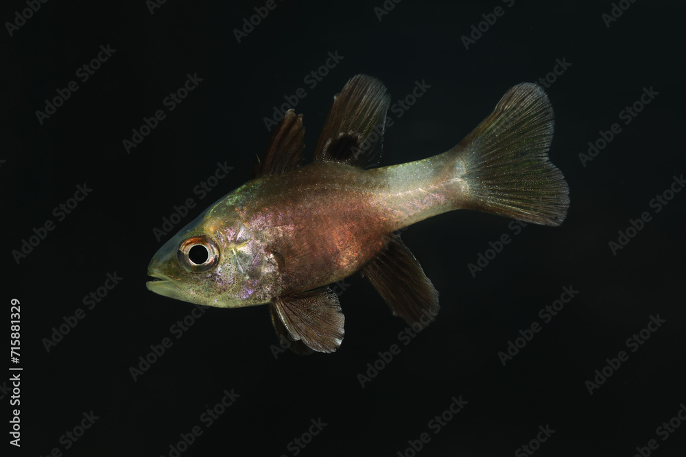 Black Cardinalfish (Apogonichthyoides melas) from Indo pacific ocean ...