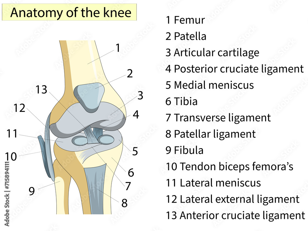 Anatomy. Knee Joint Cross Section Showing the major parts which made ...