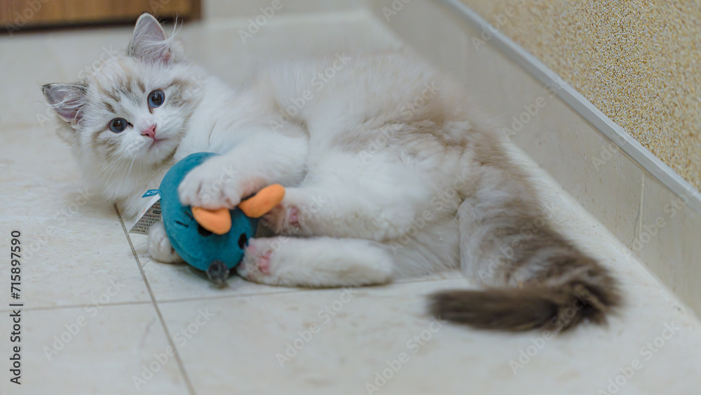 Mały kot rasy ragdoll. Kocię ragdoll. Mały kot. Mały kotek. Młody kot rasowy. Rasowe koty. Młody ...