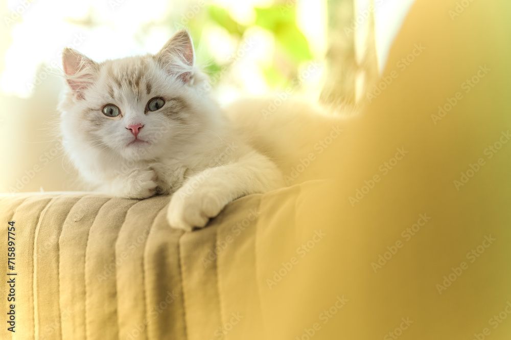 Mały kot rasy ragdoll. Kocię ragdoll. Mały kot. Mały kotek. Młody kot ...