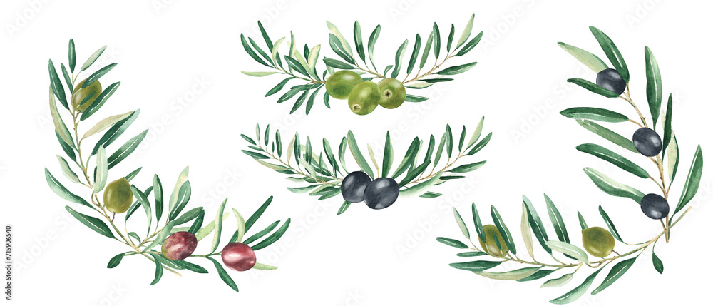 Olive branches bouquets with green, red and black olives isolated on white background ...
