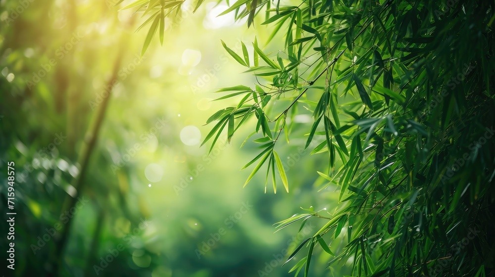 Nature of green bamboo tree in forest using as background bamboo leaves ...