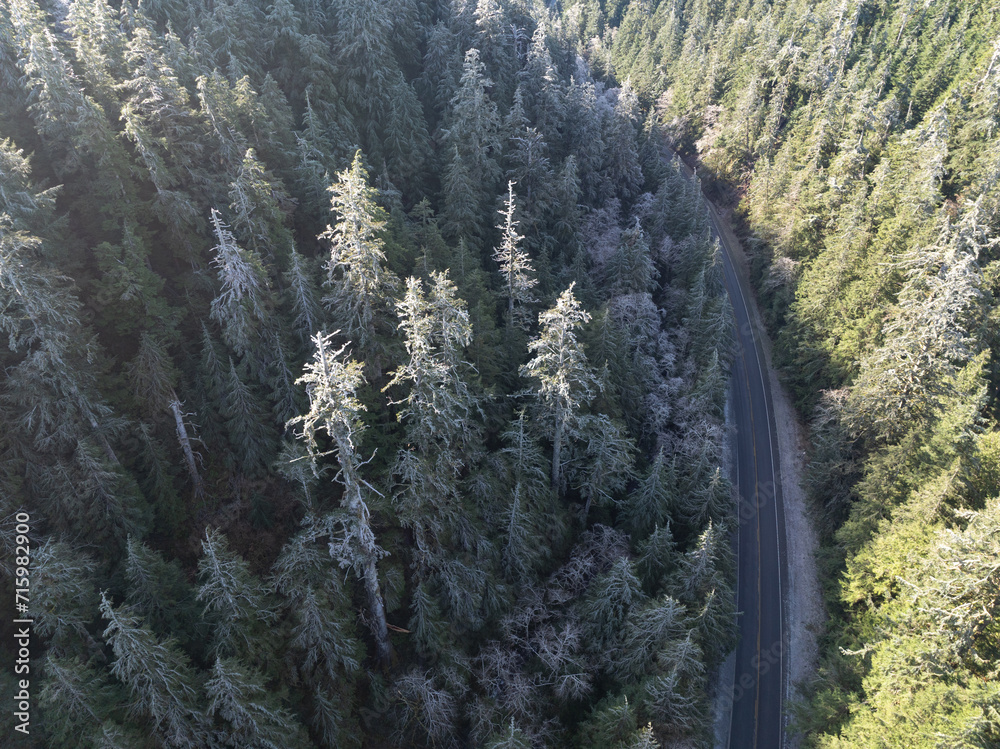 Seen from the air, thick forest covers the Oregon Coast Range. This ...