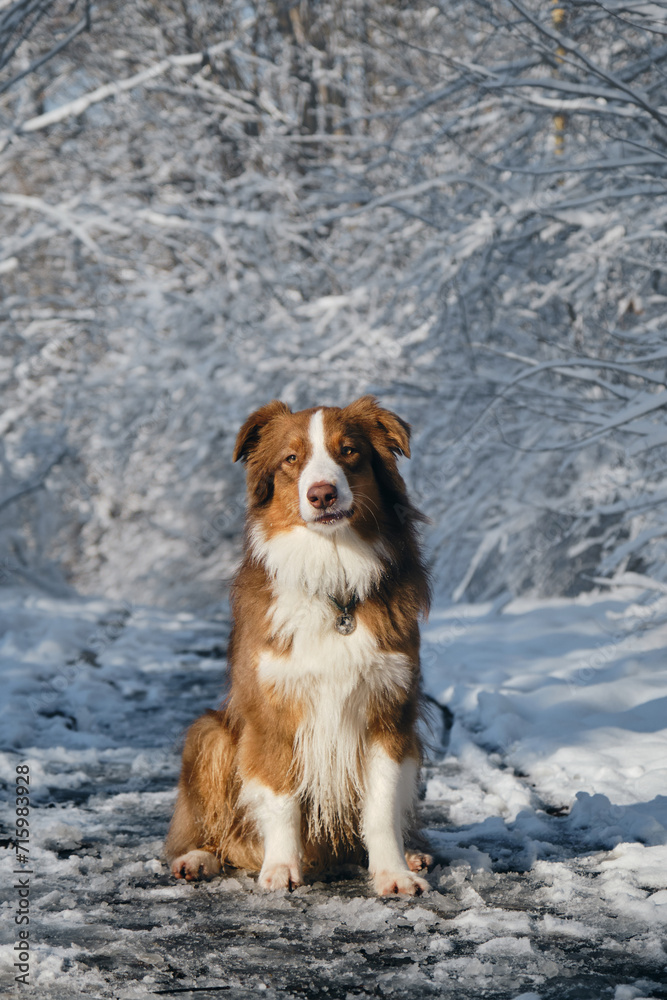 Dog in a snowy forest. Pet in the winter nature. Brown Australian ...