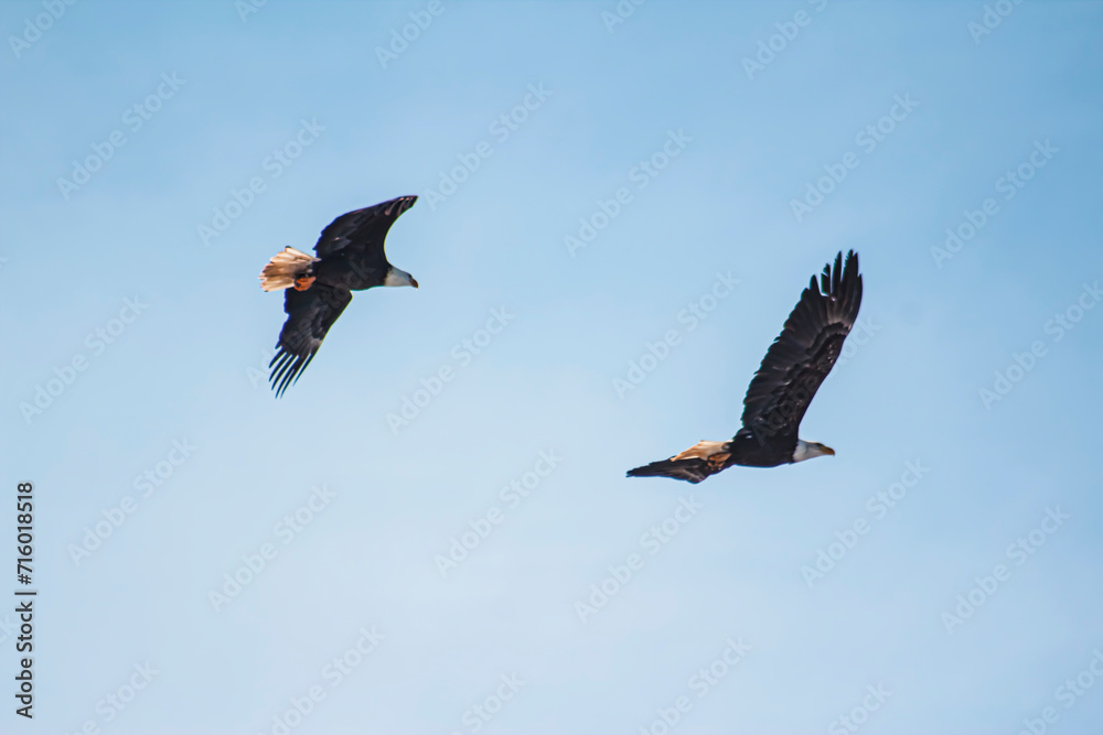 Two Eagles Flying Together - Veterans Day, Memorial Day, Independence ...