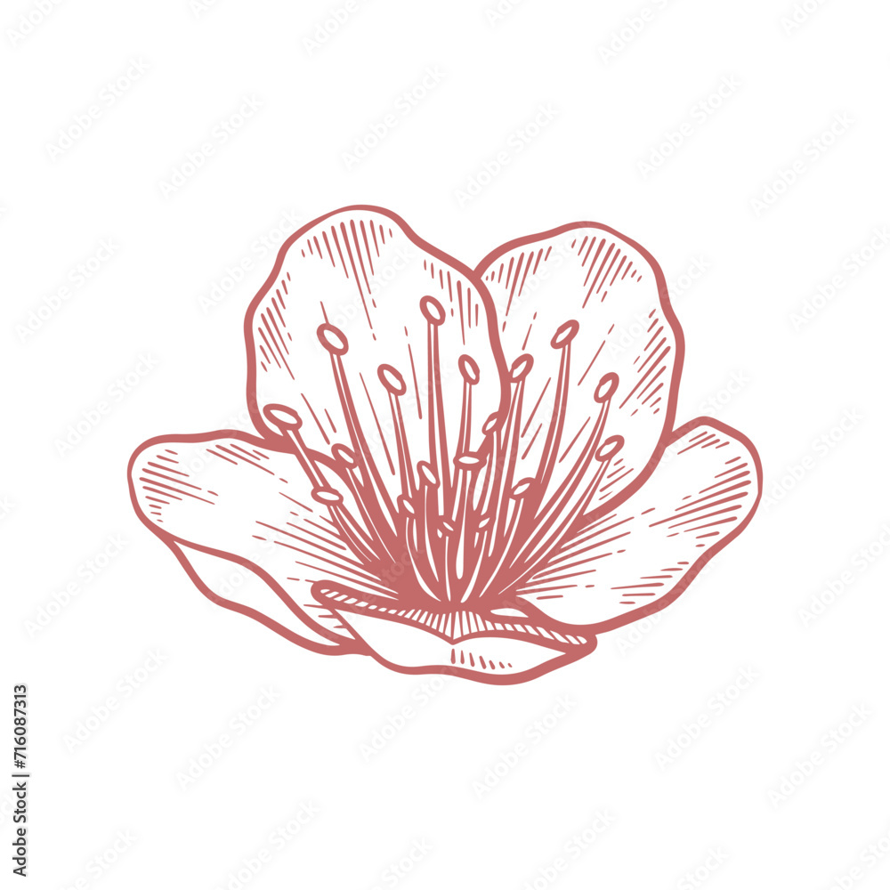 Hand drawn cherry blossom flower. Sakura flower line art vector ...