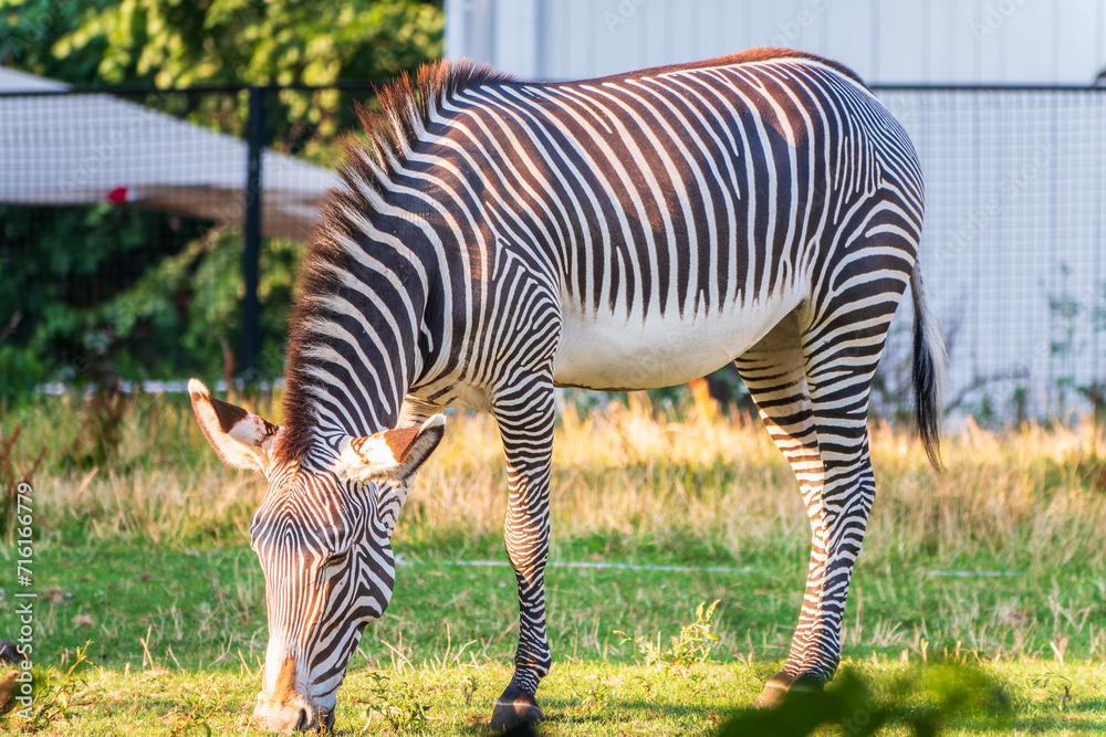 Grevy's zebra, lat Equus grevyi, also known as the imperial zebra eats ...