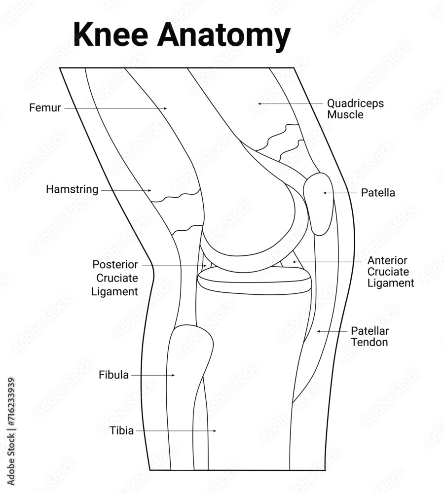 Knee Anatomy Science Design Vector Illustration Diagram Stock Vector ...