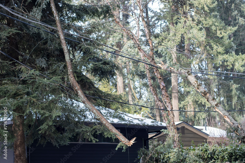 Fallen tree limbs hanging on power lines in a wooded suburban ...
