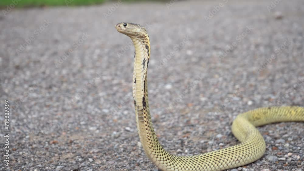 Venomous snake dangerous. Equatorial spitting cobra yellow or gold ...