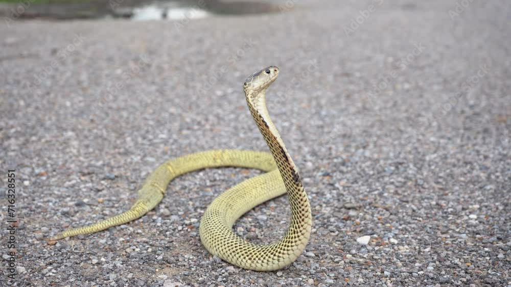 Venomous snake dangerous. Equatorial spitting cobra yellow or gold ...