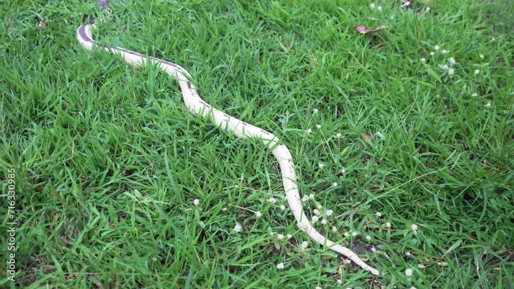 Venomous snake dangerous. Black And White Indo-Chinese spitting cobra ...