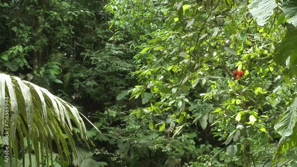 Parrot Scarlet Macaw sitting in a tree at a clay lick in the Amazon ...
