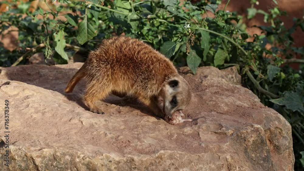 Meerkat, lat. Suricata suricatta sitting on a stone and having dinner ...