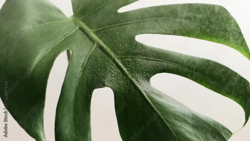 Monstera close-up video on a white background, capturing the misting ...