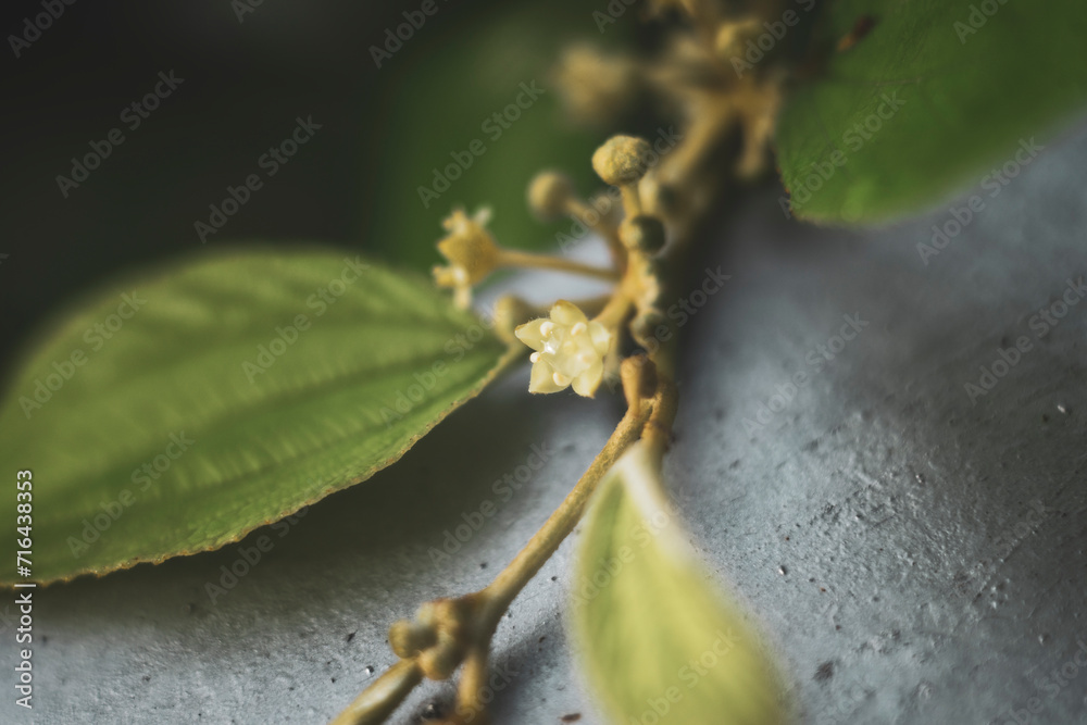 Terminalia catappa is a large tree species that lives mainly in the ...