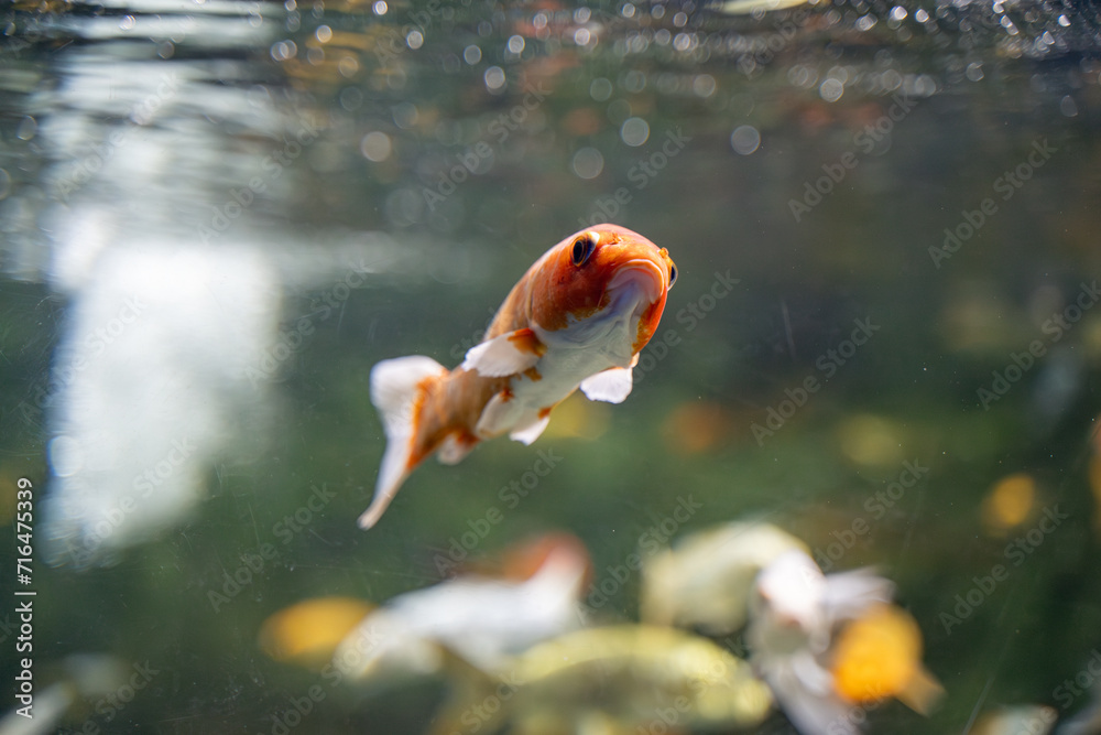 The koi fish in the Zoo aquarium. Koi are colored varieties of the ...