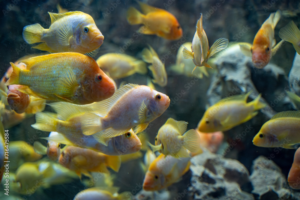 The amphilophus citrinellus (Midas cichlid) fish in the Zoo aquarium. Amphilophus citrinellus is ...