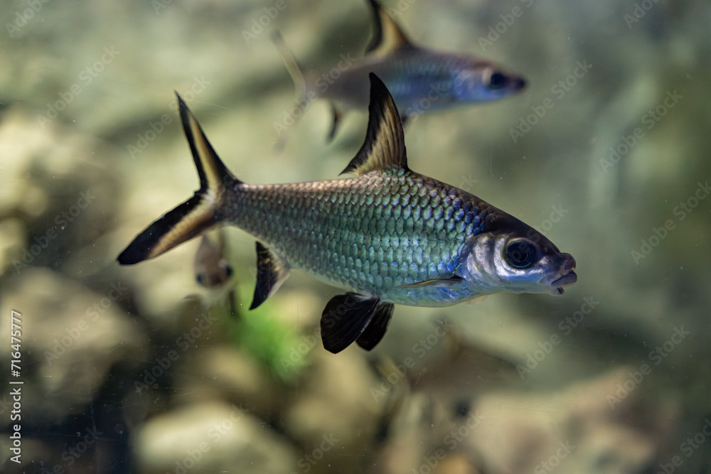 The bala shark fish in the Zoo aquarium. The bala shark also known as ...