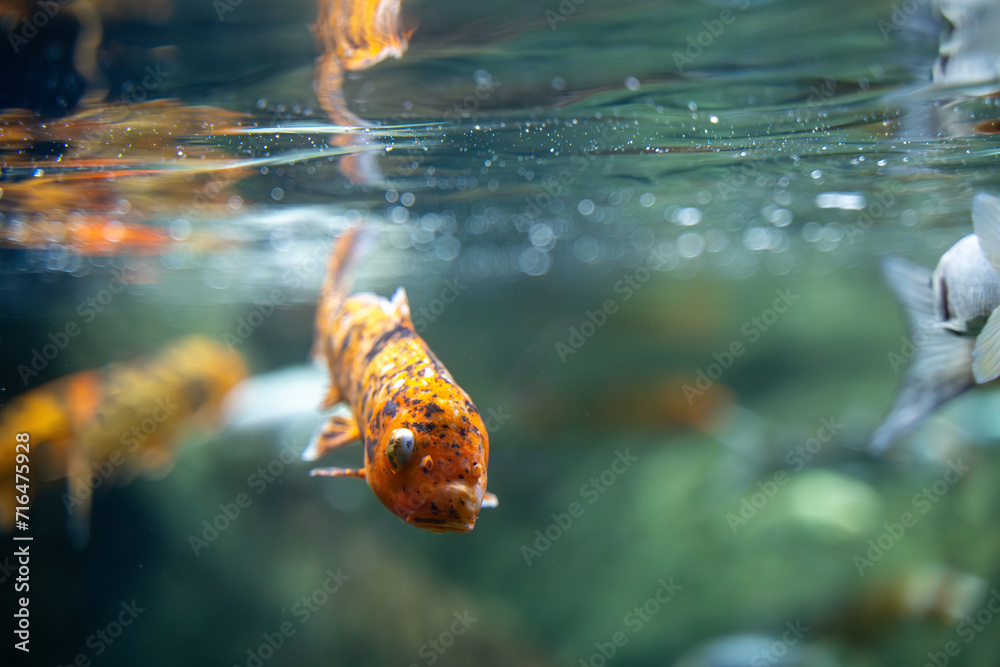 The koi fish in the Zoo aquarium. Koi are colored varieties of the ...