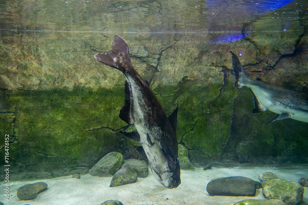 The blacktip shark fish in the Zoo aquarium. The blacktip shark ...