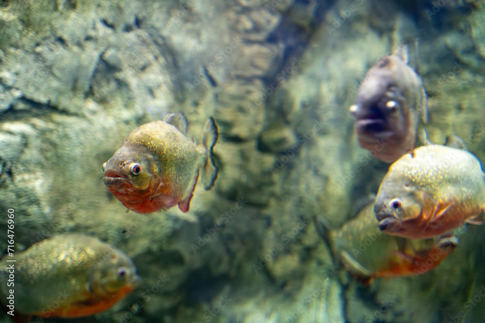 The red piranha fish in the Zoo aquarium. Pygocentrus nattereri is a ...
