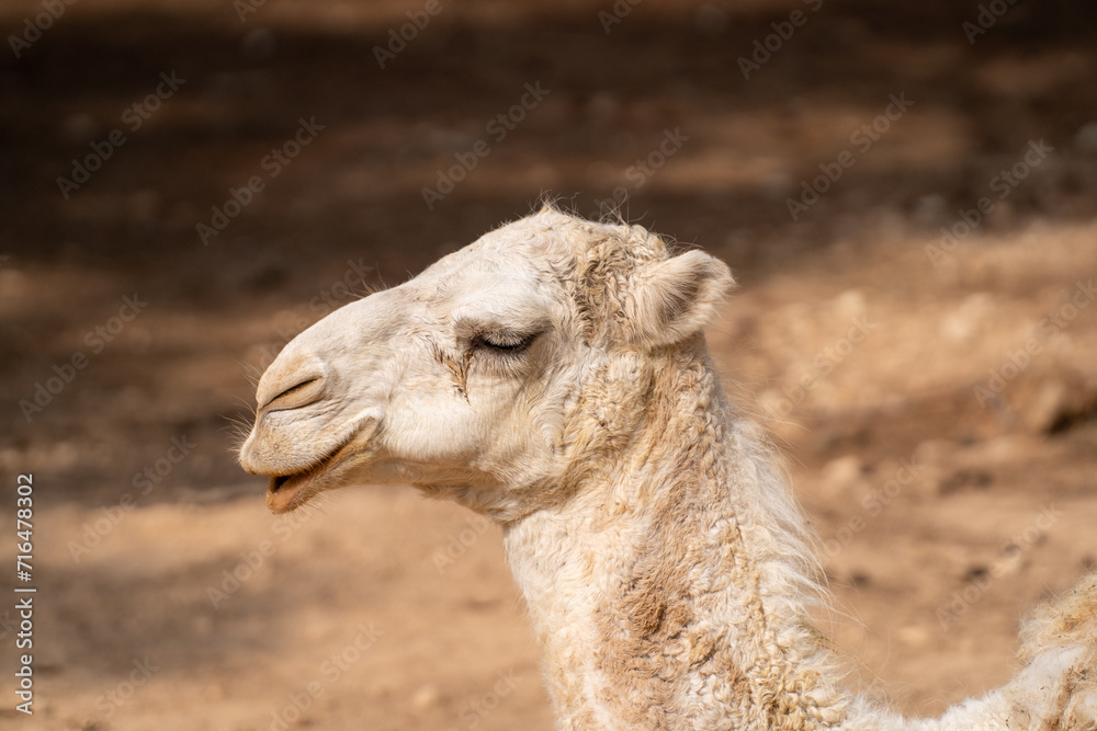 The camel in the cage at zoo. A camel is an even-toed ungulate in the ...