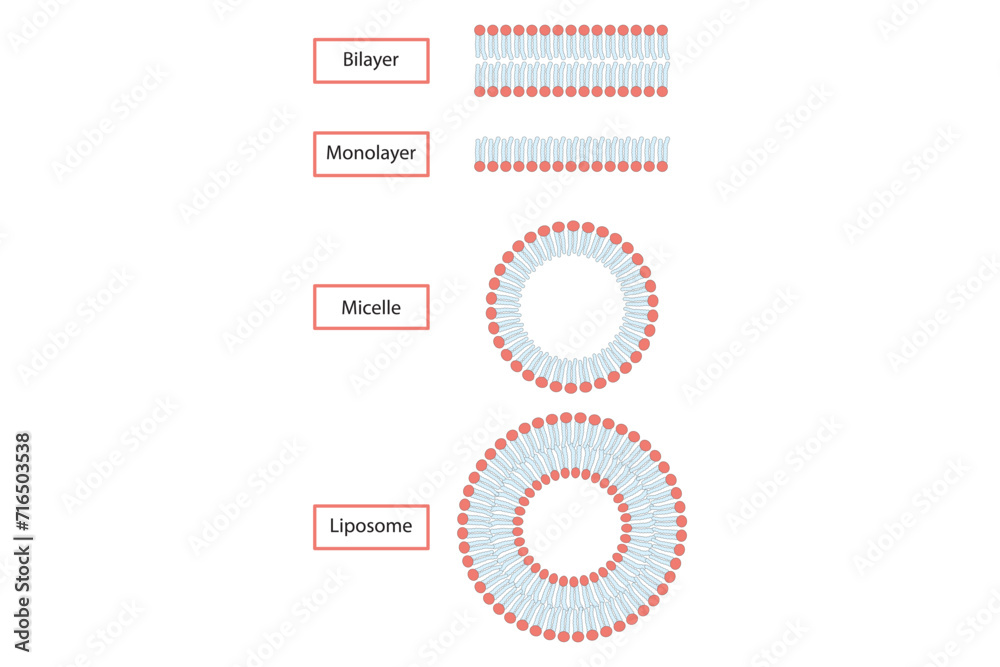 Diagram showing phospholipid structures - Liposome, micelle, monolayer and bilayer - non polar ...