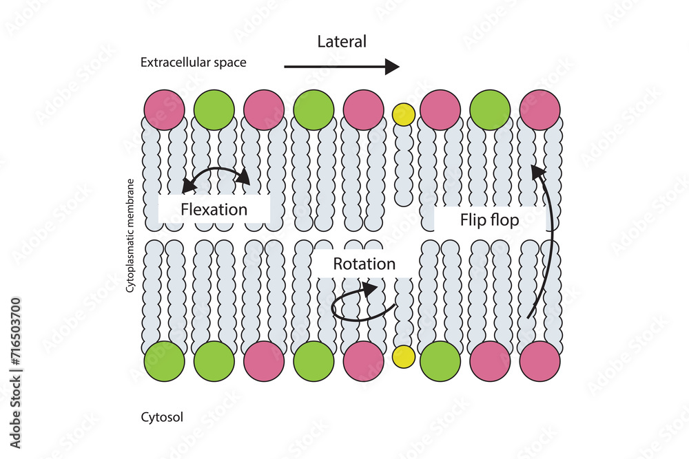 Diagram showing phospholipid mobilty across membrane - Transverse ...