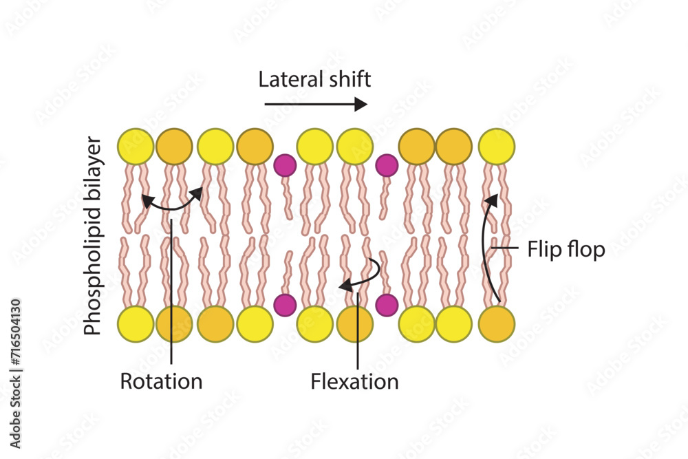 Diagram showing phospholipid mobilty across membrane - Transverse ...