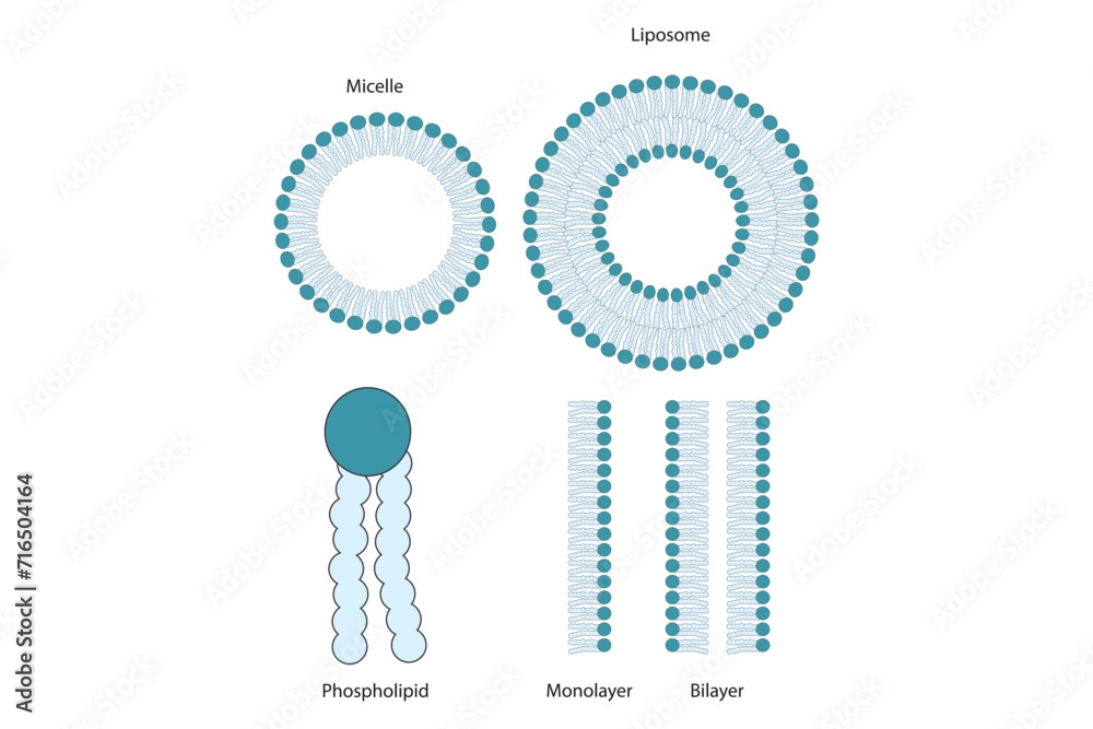 Diagram showing phospholipid structures - Liposome, micelle, monolayer ...