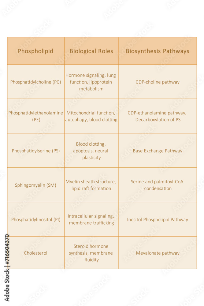 Vecteur Stock Table showing Phospholipids types, biological roles and ...