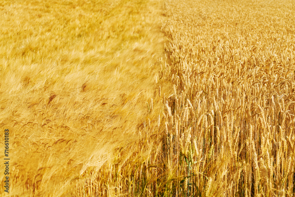 Two types of ripe crops on yellow wheat fields in summer Stock Photo ...