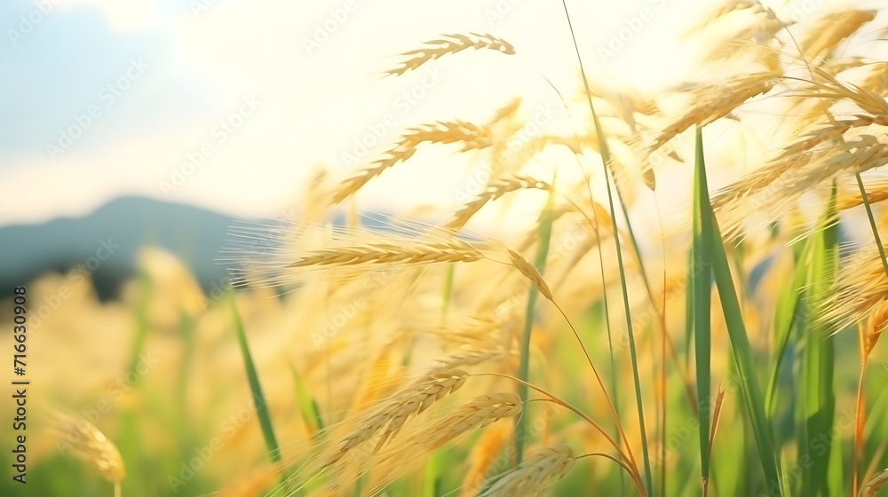 Blurred golden grass flower with cloudy sky in rainy season. Green rice ...