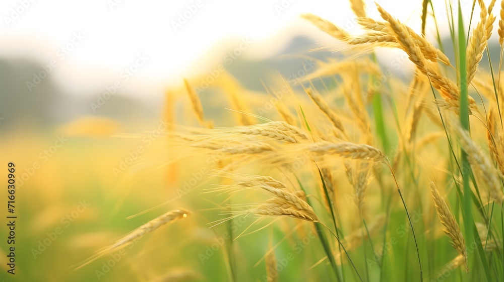 Blurred golden grass flower with cloudy sky in rainy season. Green rice ...