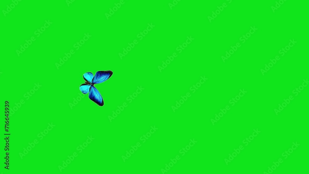 2D animation of Flock of colorful butterflies flying from one side to ...