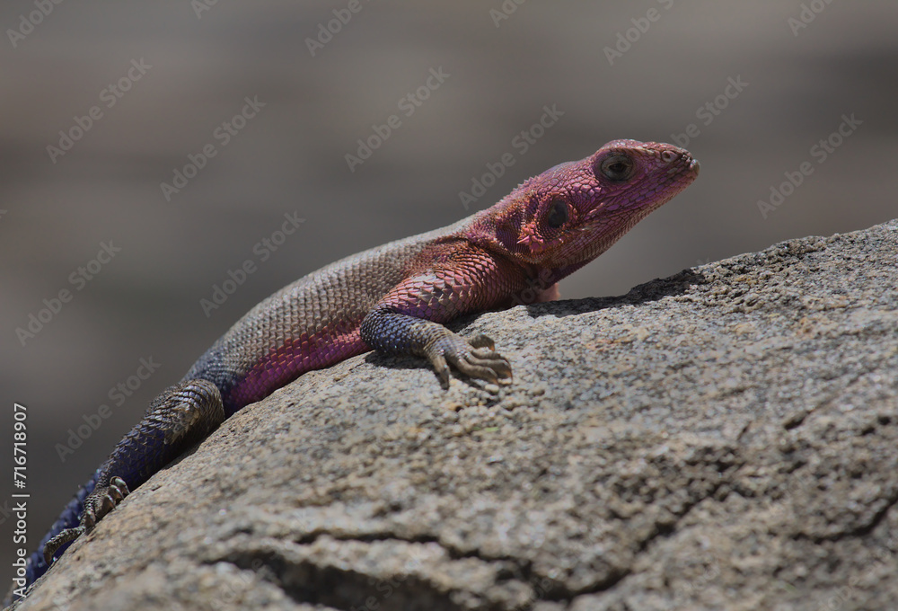 side view of mwanza flat headed rock agama lizard resting and looking ...