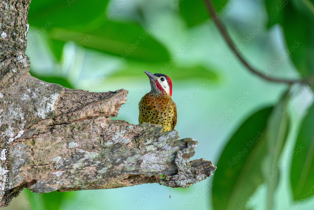Spot-breasted woodpecker or flicker (Colaptes punctigula), species of ...