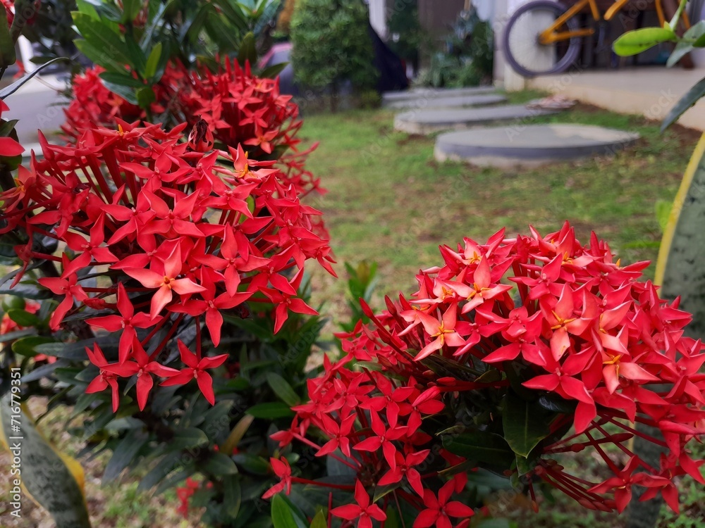 Red Ixora coccinea aka jungle geranium, flame of the woods, jungle ...
