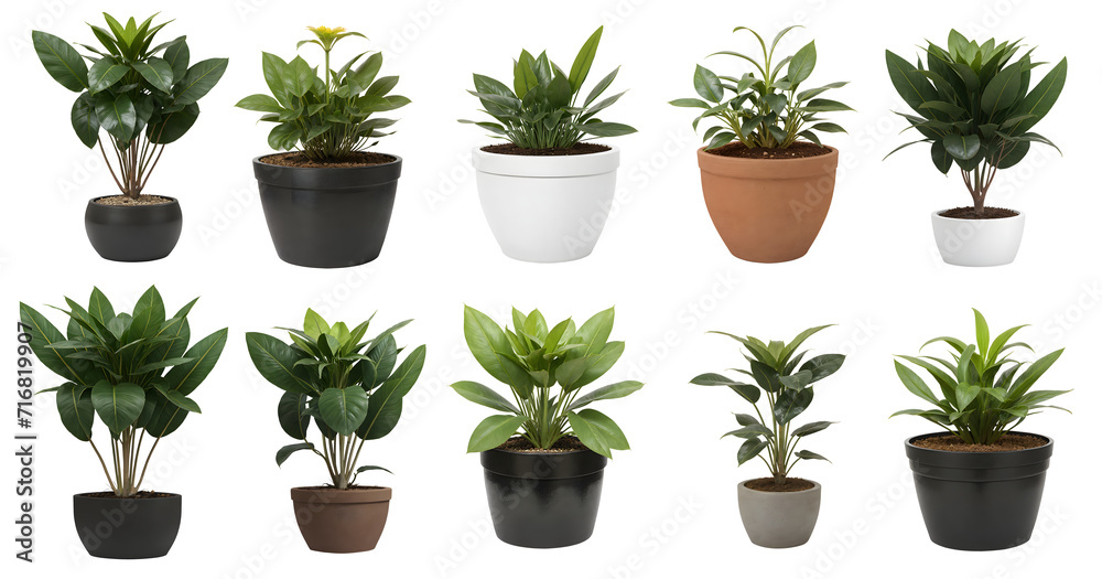 Set of various houseplants displayed in ceramic pots with transparent ...
