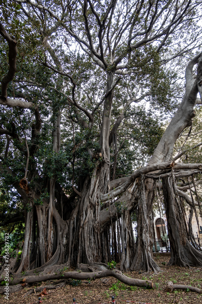 Palermo, Sicily, Italy The large Ficus Macrophylla tree growing in the ...