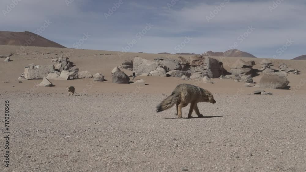 culpeo, Lycalopex culpaeus, also Andean fox, is jackal native to high ...