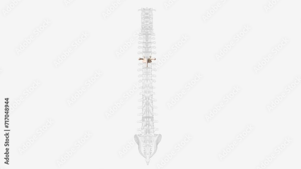 Vidéo Stock Sixth thoracic vertebra (T6) Edit. The thoracic spinal ...