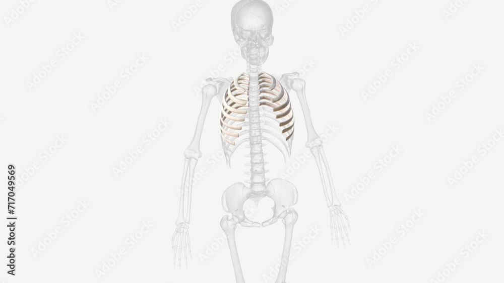 The true ribs include rib pairs 1-7, with each rib articulating ...
