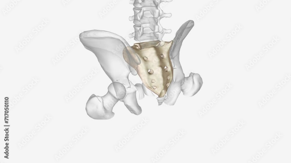 The sacrum is the triangular bone just below the lumbar vertebrae . The ...