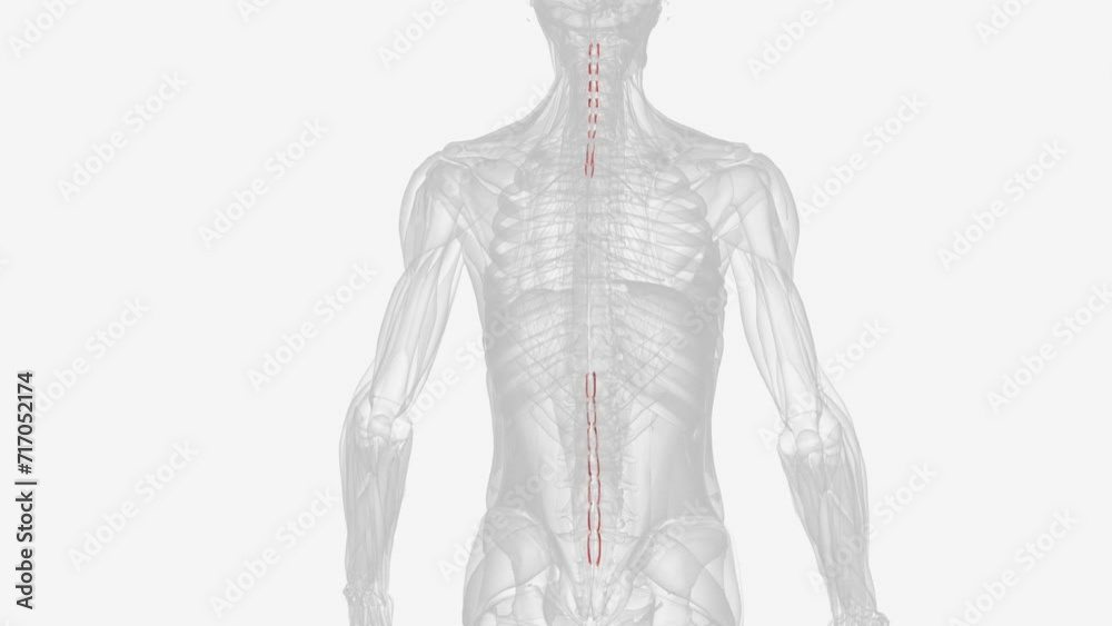 The interspinales muscles are small muscles that connect the spinous ...