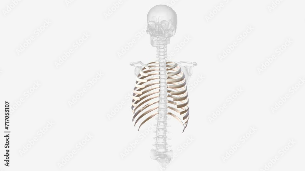 The rib cage consists of 24 ribs (2 sets of 12), which are attached to ...