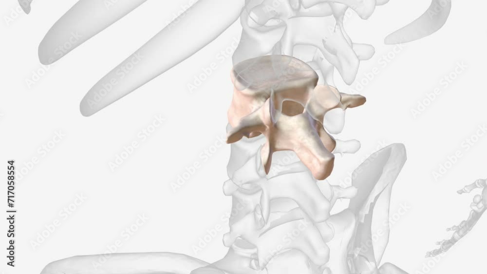 The upper pole of the left kidney lies at the level of the 12th ...